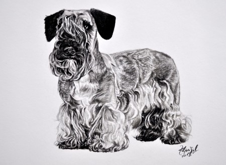 Kresba pejska - Český teriér :: Kresby na zakázku